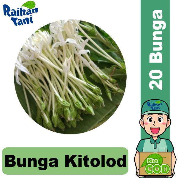 Jual Bunga Kitolod Per 20 Pcs | Shopee Indonesia