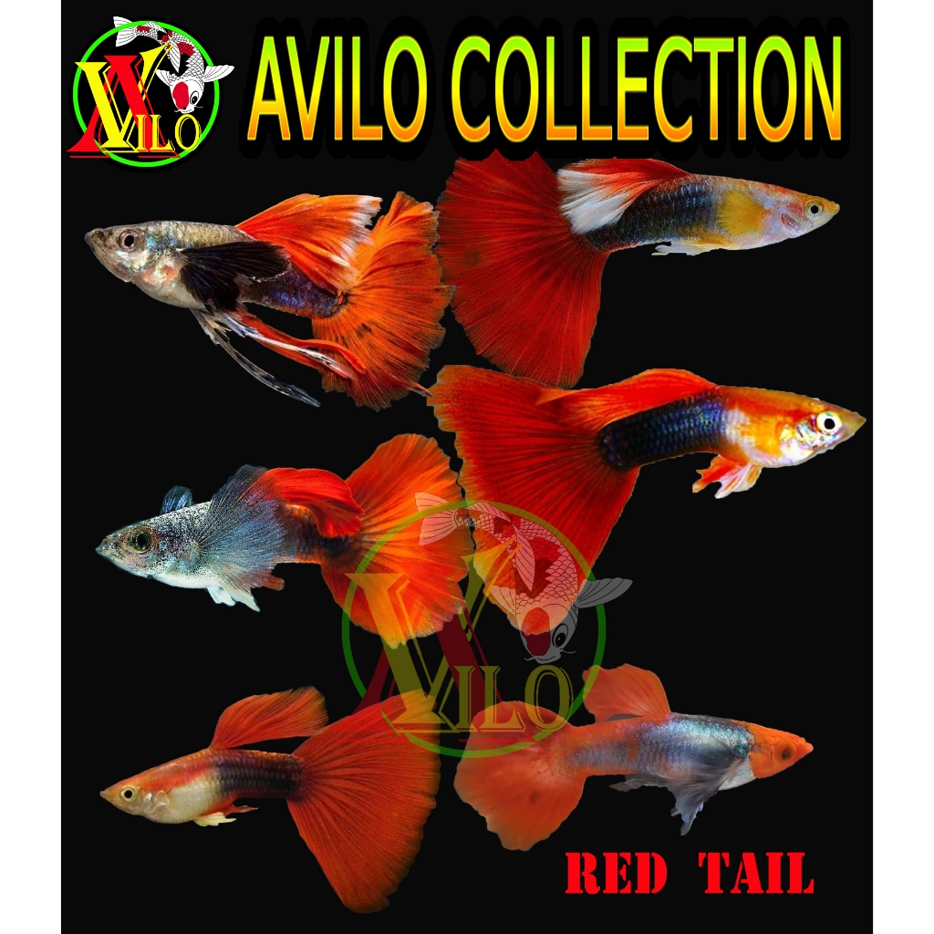 Jual ikan hias aquascape guppy fish red tail ekor merah rendom mix model | Shopee Indonesia