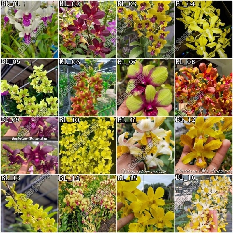Jual DENDROBIUM BULAT THAILAND DEWASA PASKA EKA KARYA GRADE B | Shopee ...