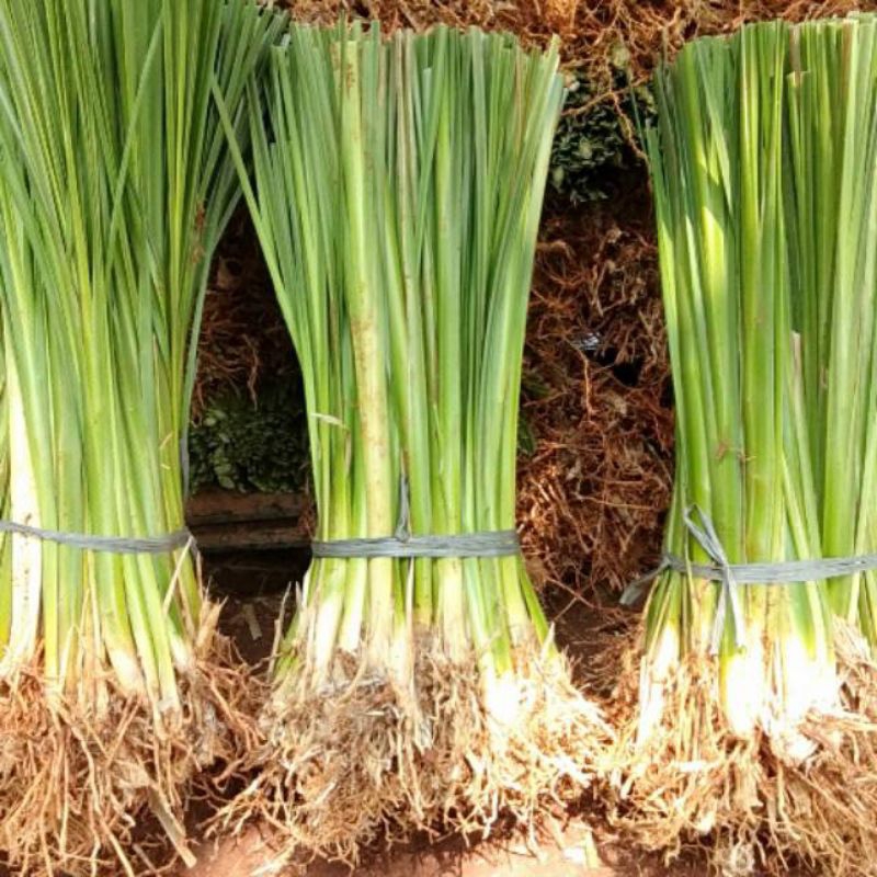Jual Paket 100 Batang Dengan Media Rumput Vetiver Akar Wangi Pencegahan ...