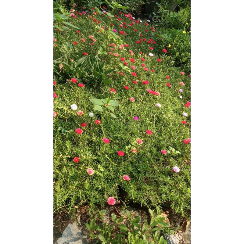 Jual Stek Bunga Moss Rose Portulaca Grandiflora Bunga Pukul Sembilan ...
