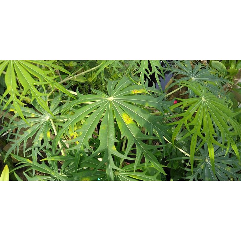 Jual Daun Yodium kering 1Kg | Shopee Indonesia