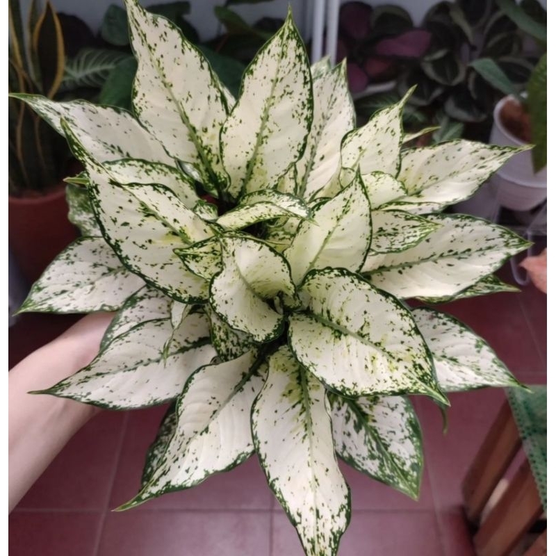 Jual Siam Paragon Aglonema Siam Paragon Mutasi Tanaman Hias Aglonema ...