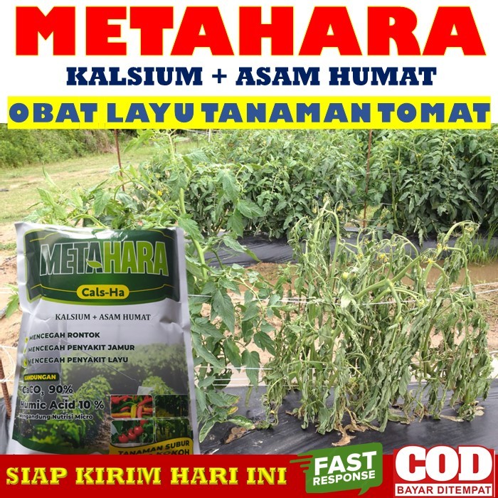 Jual Pupuk Anti Layu Tanaman Tomat Paling Bagus METAHARA 1 KG Pupuk ...