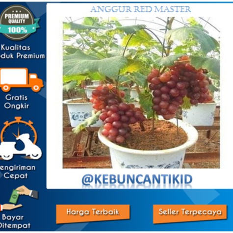 Jual BIBIT ANGGUR RED MASTER ASLI BIBIT TANAMAN UNGGULAN NOMER SATU ...