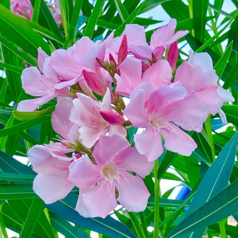 Jual Bunga Oleander Pink Nerium | Shopee Indonesia