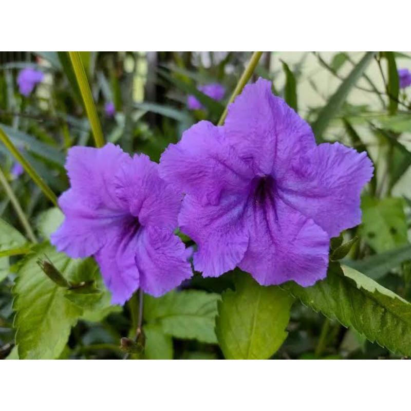 Jual tanaman hias kencana /ruellia tegak bunga ungu | Shopee Indonesia