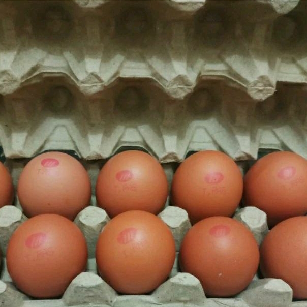 Jual telur ayam ras / biasa ( 10 btr size L) | Shopee Indonesia