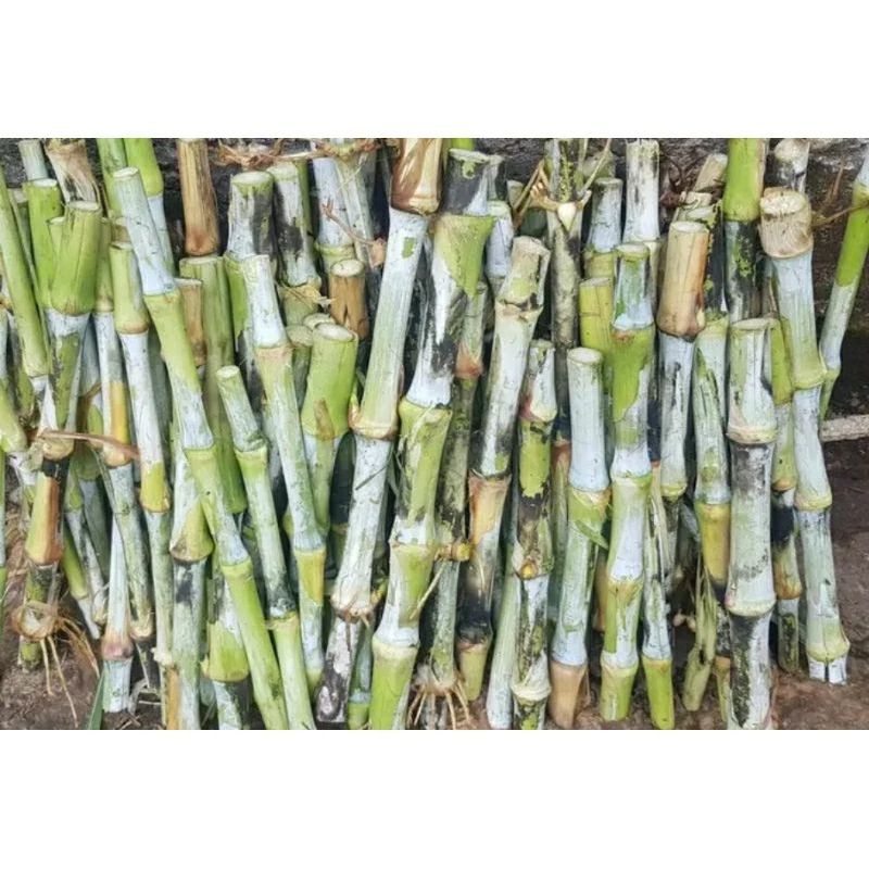 Jual Bibit rumput pakcong pakan ternak per 2 ruas | Shopee Indonesia