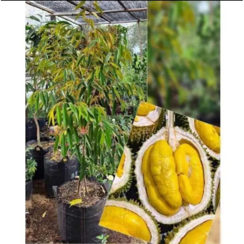 Jual Bibit Durian Duri Hitam / Durian Ochee / Black Thorn, Batang Besar ...