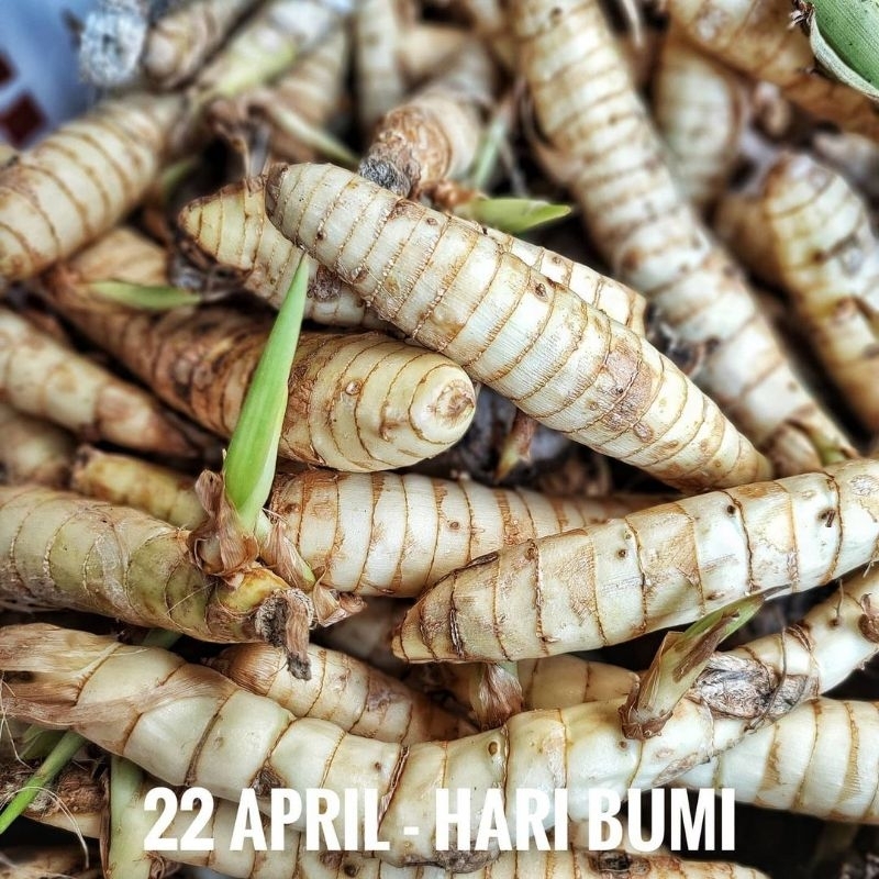 Jual Bibit Umbi Garut /Irut/Jengkirut 1kg | Shopee Indonesia