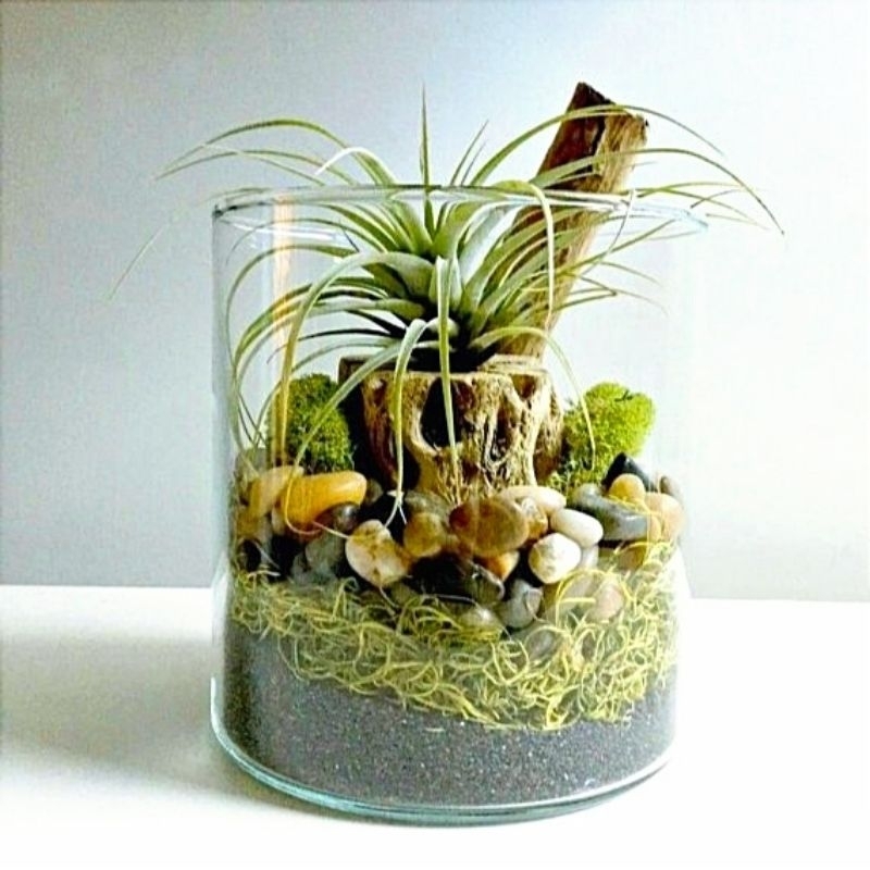 Jual VAS KACA POT TERARIUM / POT KACA TANAMAN AIR HIDROPONIK AESTHETIC ...
