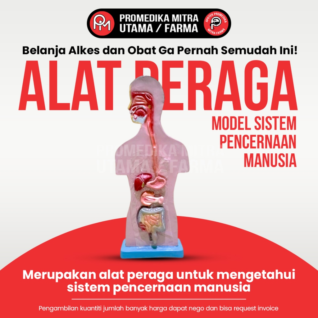 Jual Alat Peraga | Model Peraga Anatomi Tubuh Manusia | Alat ...