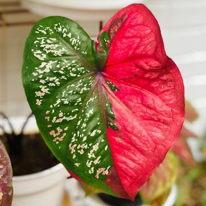 Jual KELADI BARET MERAH TANAMAN HIAS CALADIUM BARET MERAH KELADI BARET ...