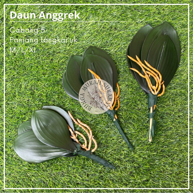 Jual DAUN ANGGREK | Shopee Indonesia