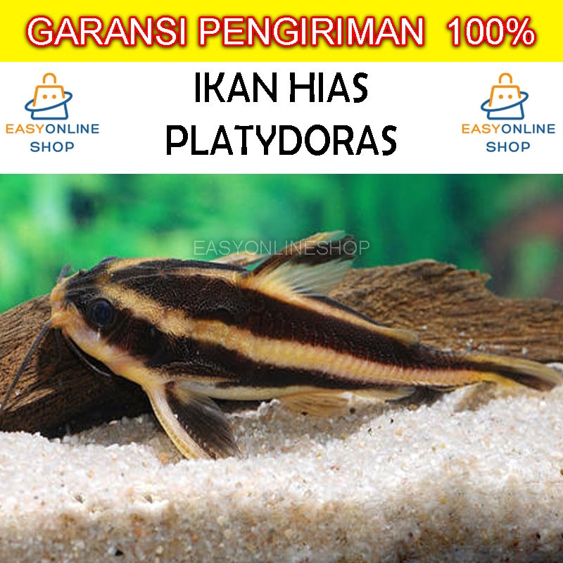 Jual Ikan Hias Platydoras / Stripped Raphael Catfish Ikan Dasar ...