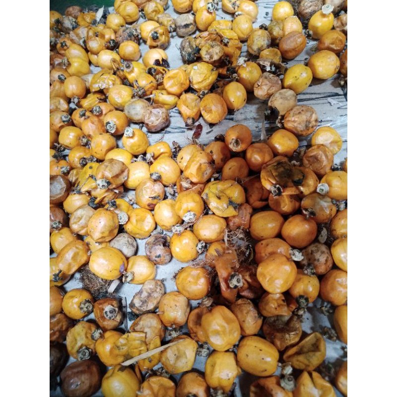 Jual BENIH ROMBUSA/ RAMBUSA STOK TERBAIK,MANIS,Passiflora foetida ...