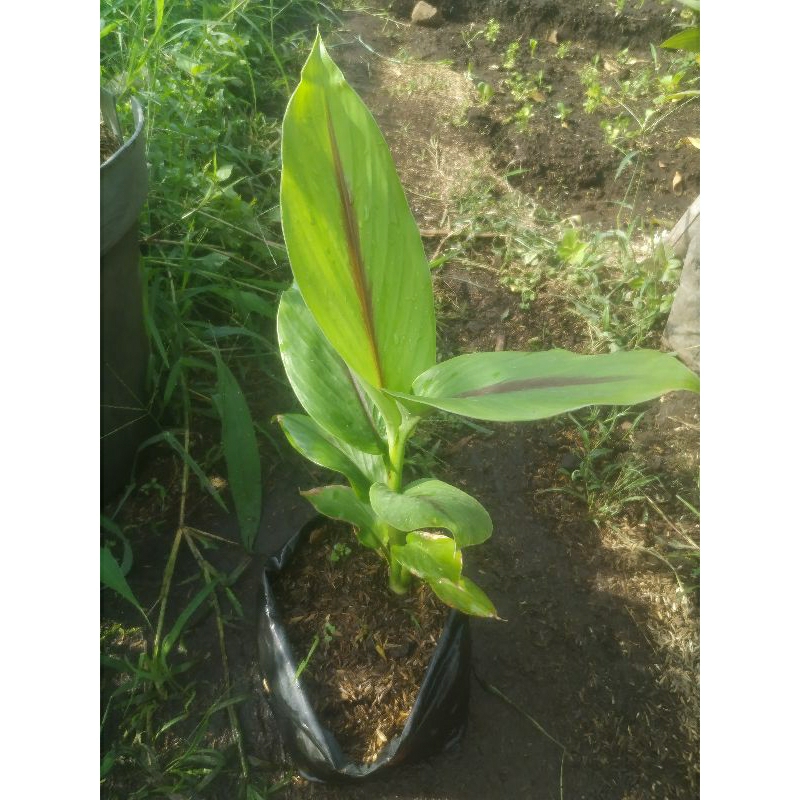 Jual Tanaman Temuireng Koneng hideung kunyit hitam | Shopee Indonesia
