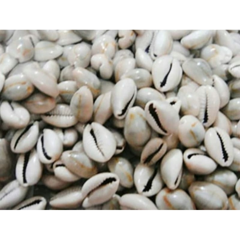 Jual Biji congklak 50 pcs kerang asliIsi 1 bungkus = 50pcs | Shopee ...