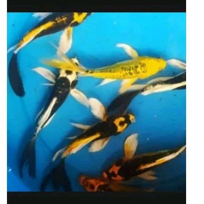 Jual PAKET 3 EKOR KOI KABUTO SLAYER KUMPAI SIZE 10-12 CM | Shopee Indonesia