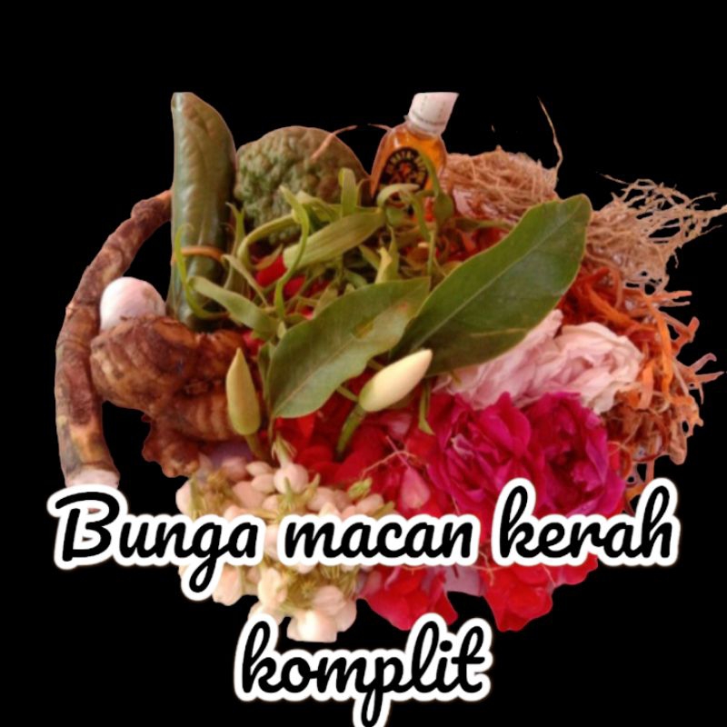 Jual bunga macan kerah kembang untuk mandi komplit dan harum ekonomis ...