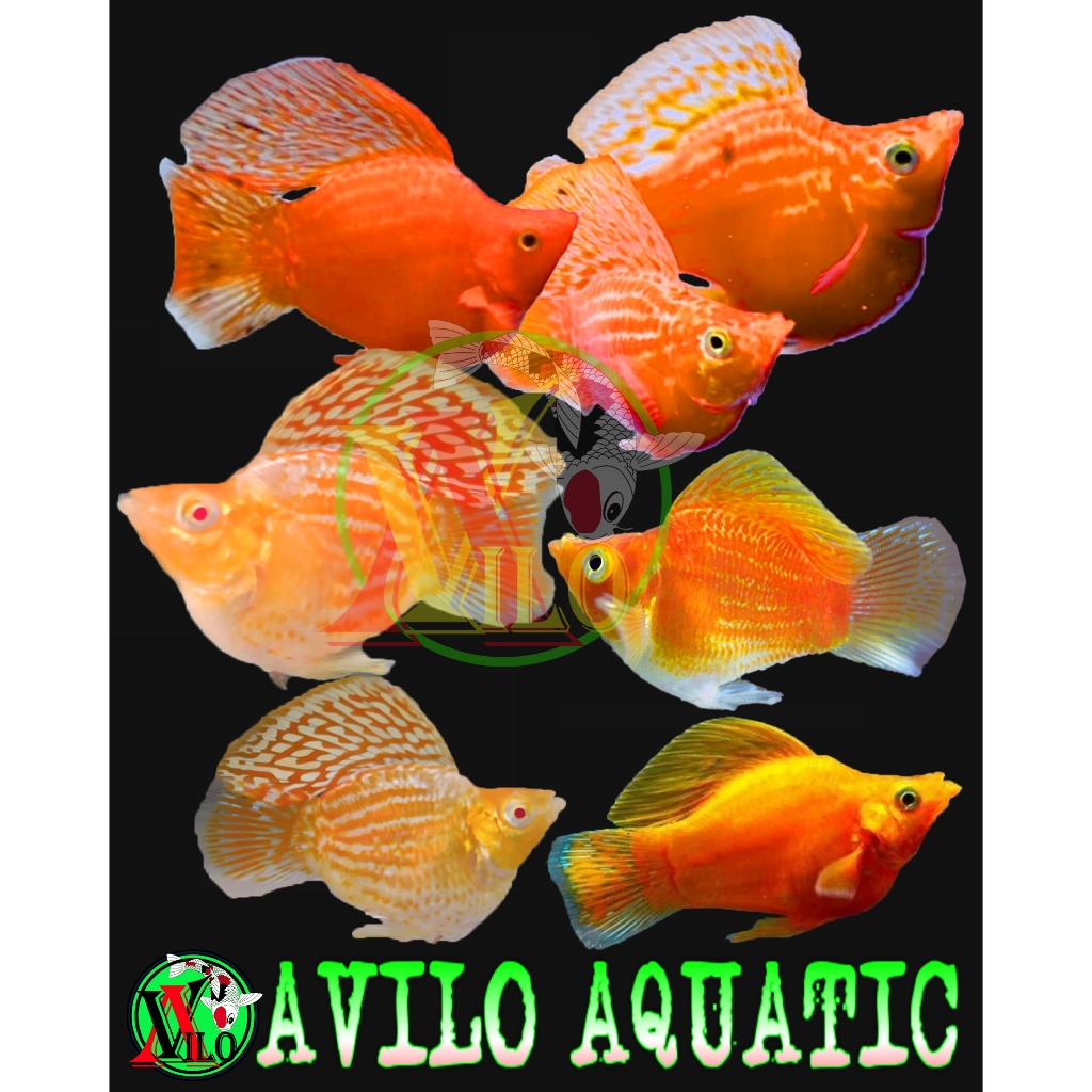 Jual ikan hias golden thai moli molly balon ukuran kecil aquascape fish ...