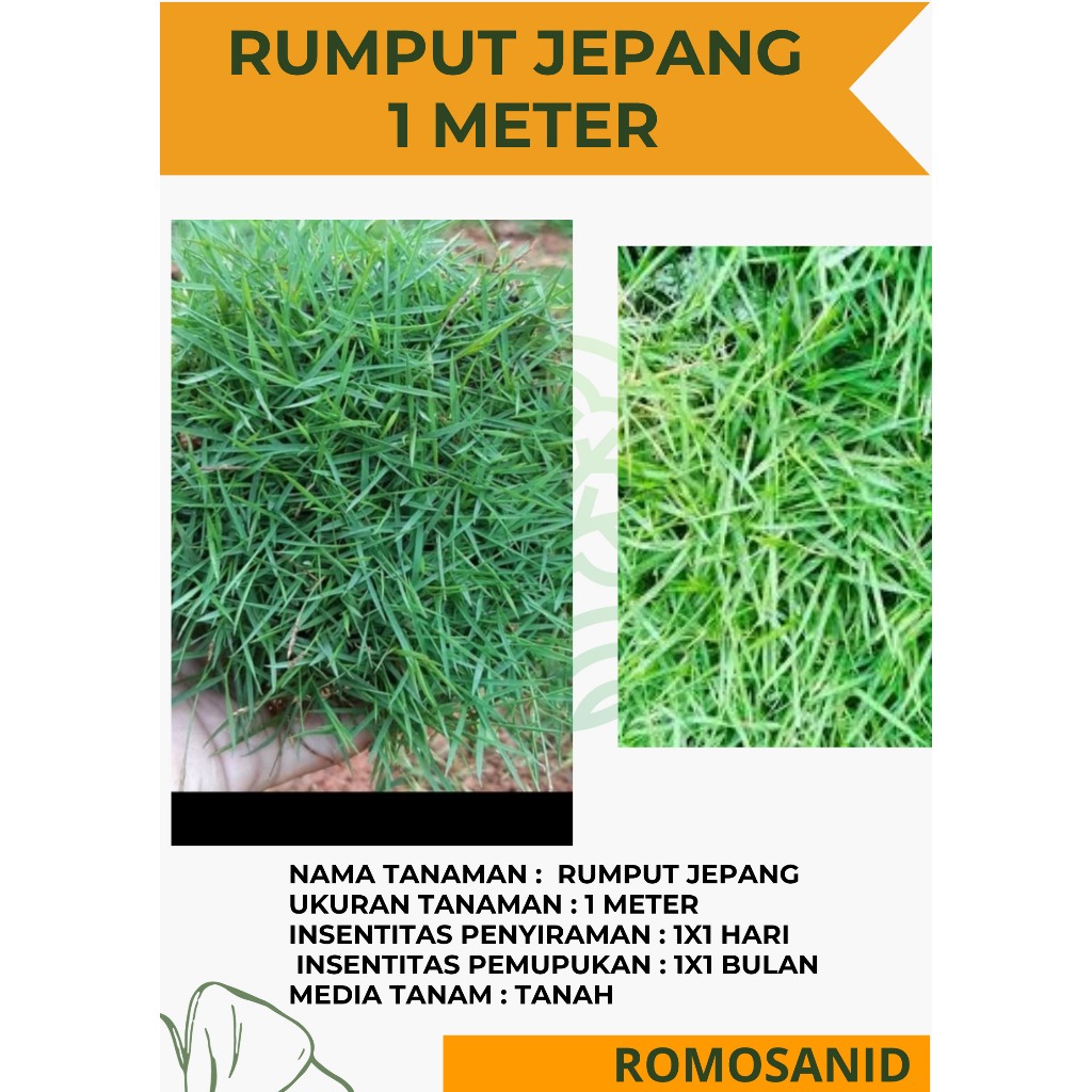 Jual Tanaman Rumput Jepang Per 1 Meter - Rumput Jepang Per 1 Meter ...