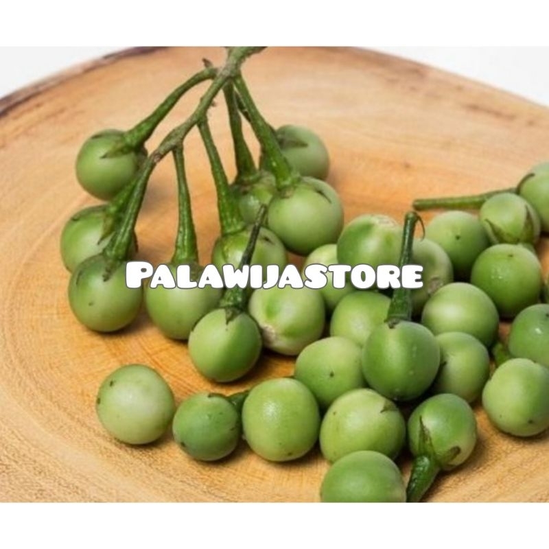 Jual Buah cepokak segar 1 kg petik langsung | Shopee Indonesia