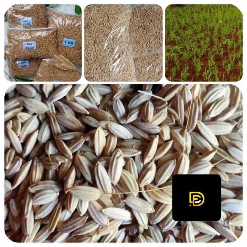 Jual Benih padi HUMA darat lokal super 1 kg | Shopee Indonesia
