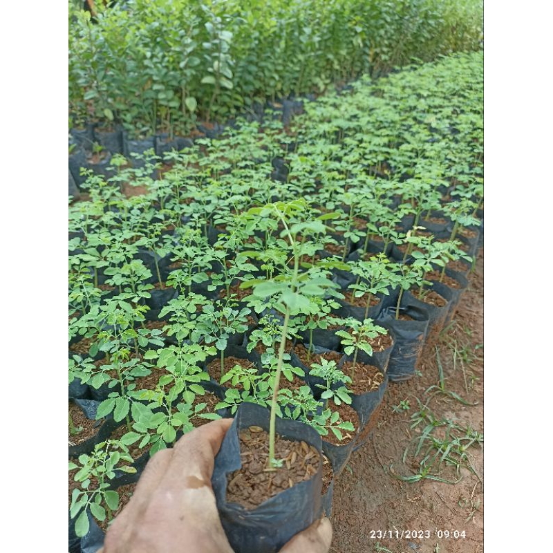 Jual bibit daun kelor stek batang | Shopee Indonesia