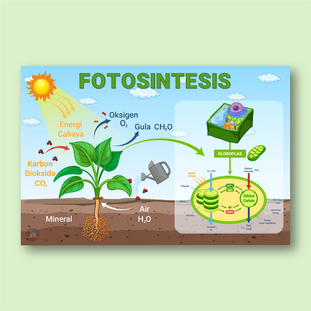 Jual Poster FOTOSINTESIS Edukasi Sekolah Pendidikan Anak TK PAUD SD ...
