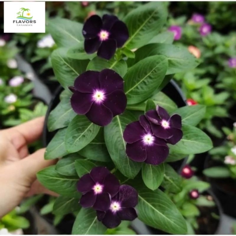 Jual TANAMAN HIAS VINCA HYBRID BLACK PERPLE - TAPAK DARA bunga hitam ...