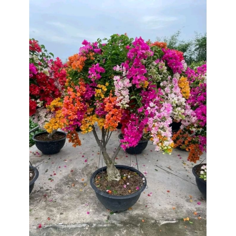 Jual tanaman hias bugenvil new 10 colour warna warni cantik mau ...
