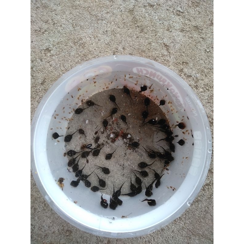 Jual berudu pakan predator | Shopee Indonesia