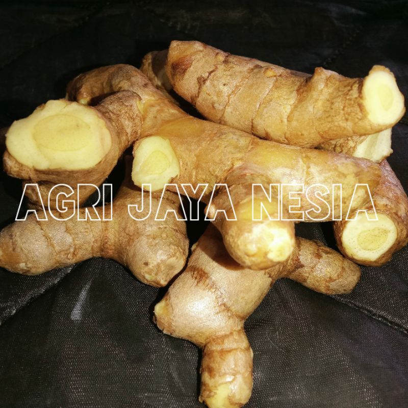 Jual Kunyit Putih/ Kunir / Temu putih/ Kunyit fresh segar alami 1 kg ...