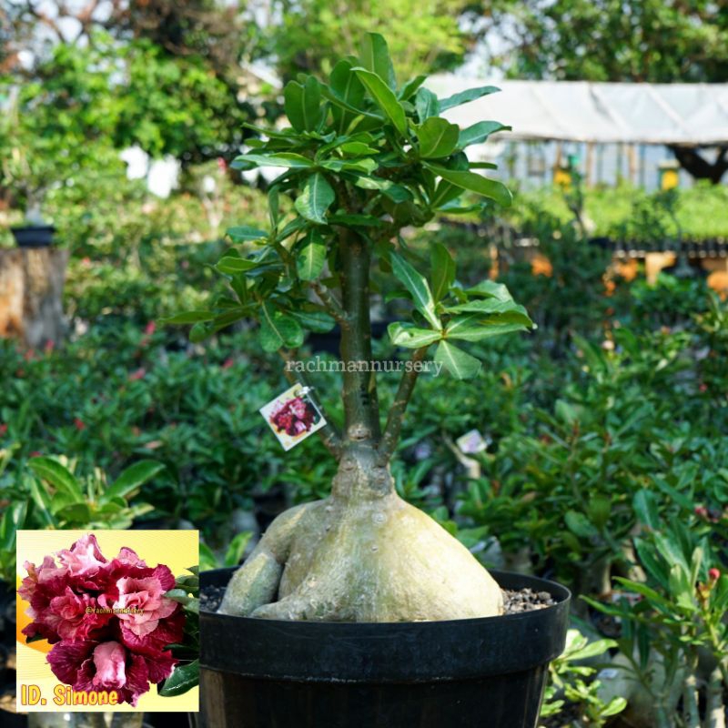 Jual Adenium Bunga Tumpuk | Shopee Indonesia