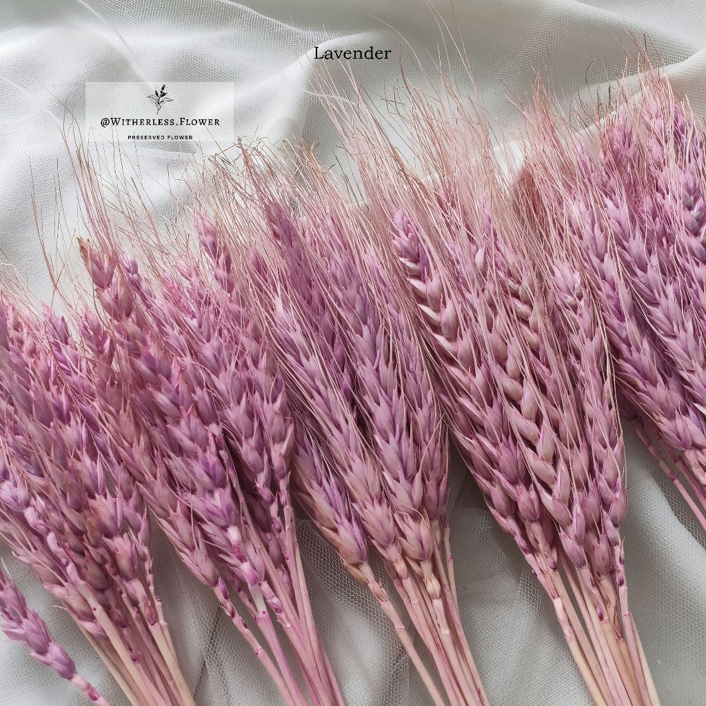 Jual 15 Tangkai Dried Wheat Flower Gandum / Dried Flower / Bunga Kering ...