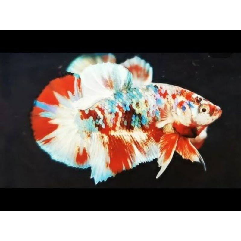 Jual PLAKAT BARONGSAI WARNA TAJEM | Shopee Indonesia