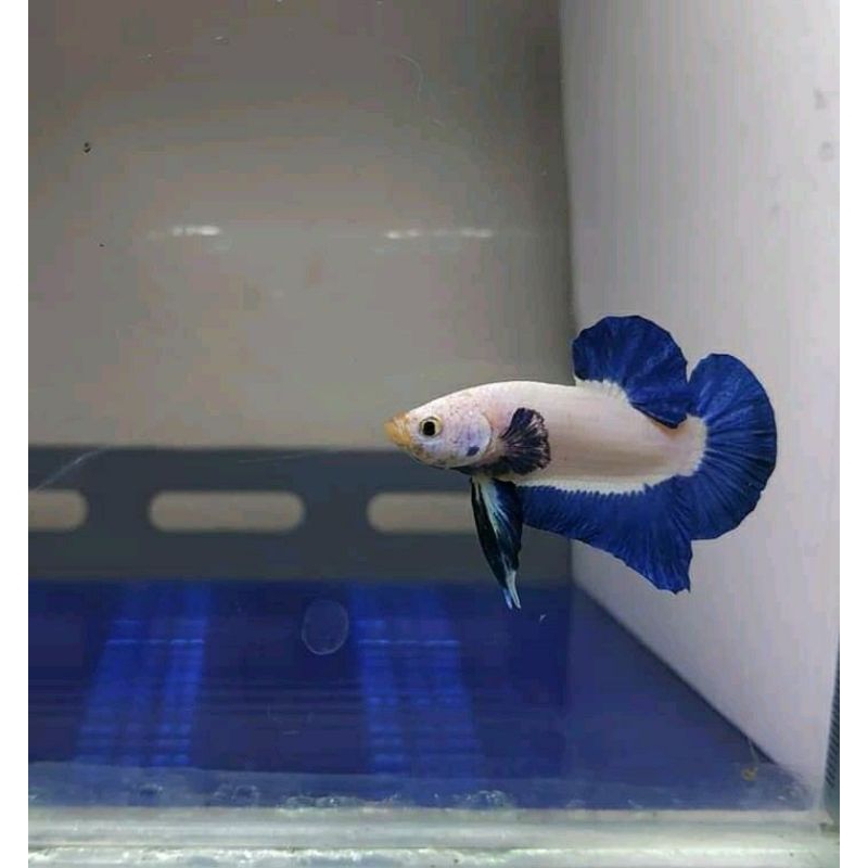 Jual PK BLU RIM BIG COLOR | Shopee Indonesia