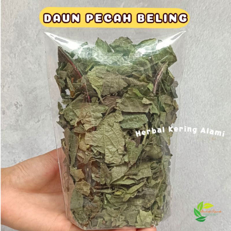Jual Daun Keji Beling Kering untuk Diabetes Batu Ginjal Kencing Batu ...