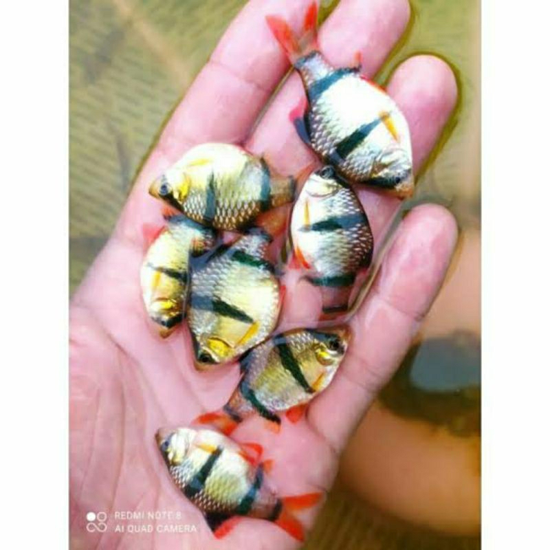Jual ikan sumatra tiger barb jumbo size XL indukan / ikan tiger barb ...