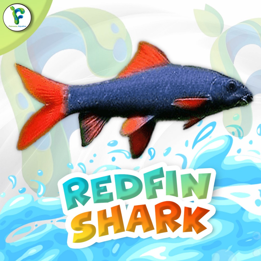 Jual IKAN REDFIN BLACK / REDFIN HITAM ALGAE EATER PEMAKAN ALGA - IKAN ...