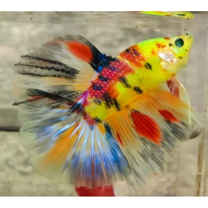 Jual ikan cupang halfmoon glow neon multicolor | Shopee Indonesia