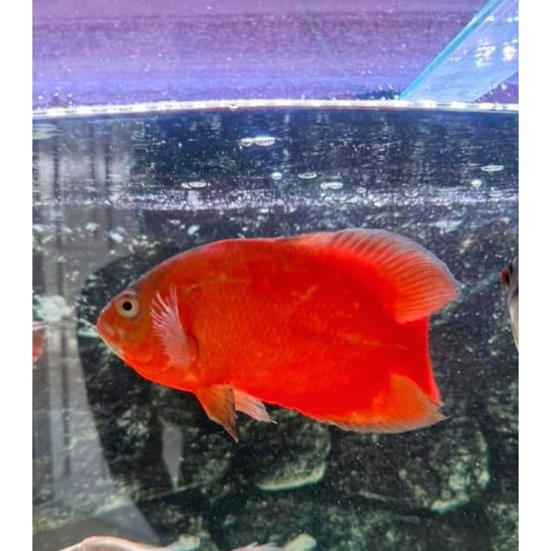 Jual Oscar paris tembaga merah | Shopee Indonesia