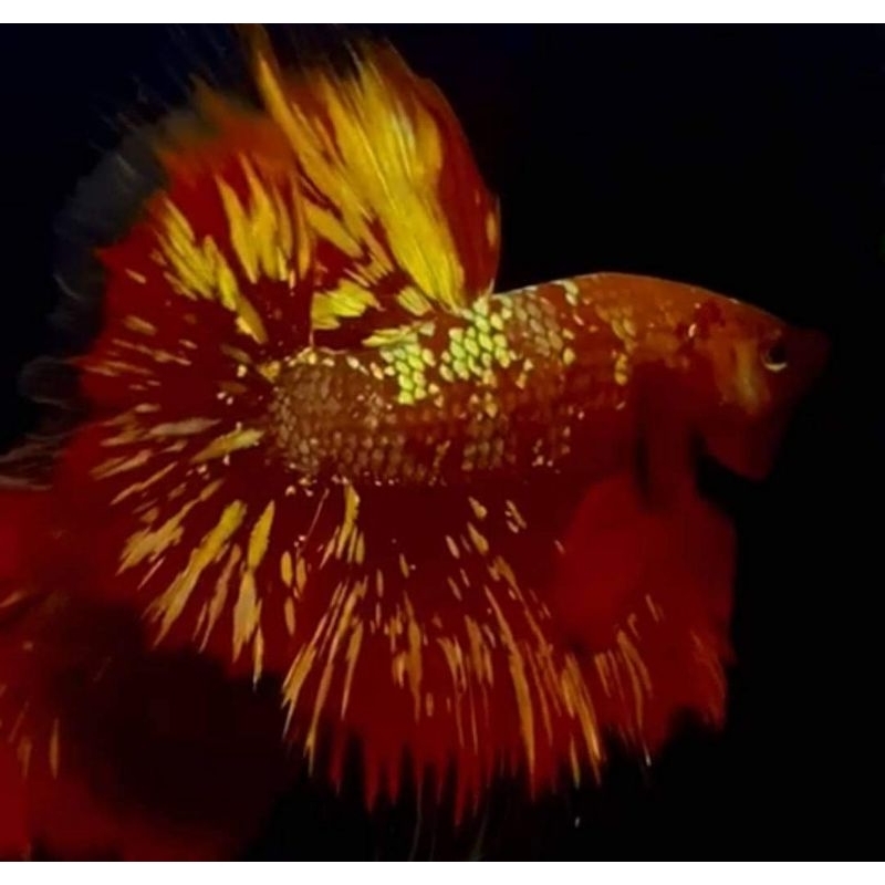 Jual Halfmoon Red Gold Galaxy RGG Male Jantan Big Form Jantan jaminan ...