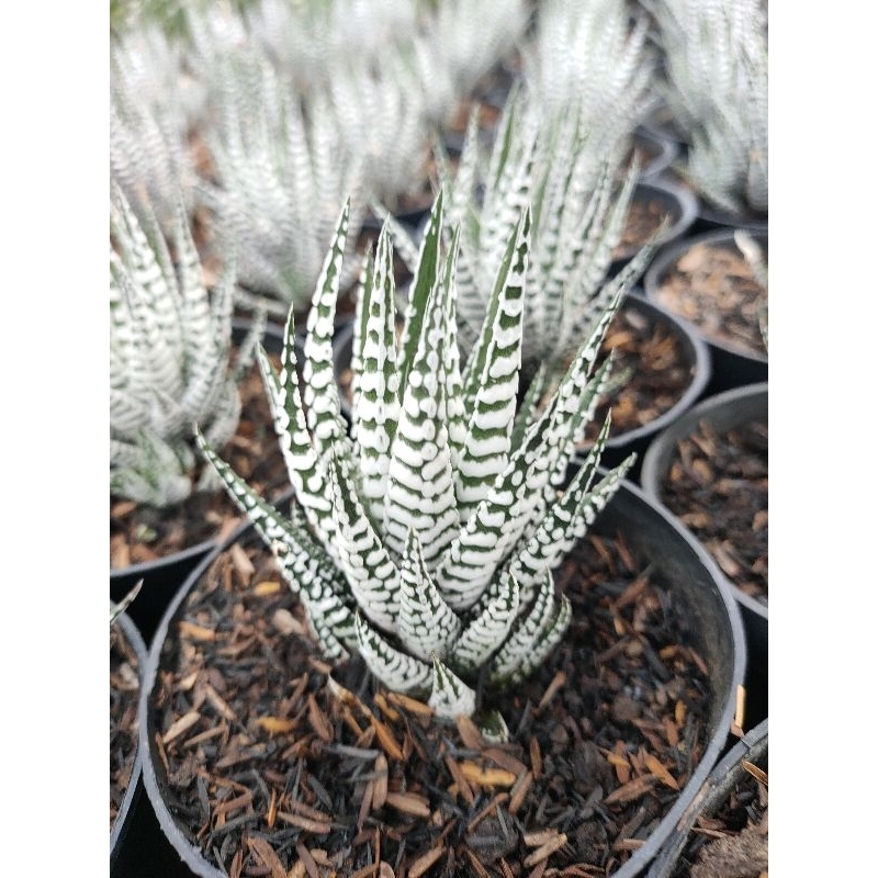 Jual Sukulen Haworthia Zebra Mutasi - Sukulen Bandung | Shopee Indonesia