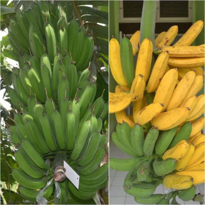 Jual Daun Pisang Raja Sumatra | Shopee Indonesia