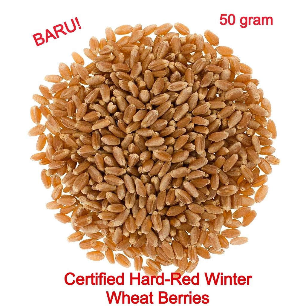 Jual Benih Rumput Kucing [Cat grass] Wheat / Black Wheat / Barley grass ...
