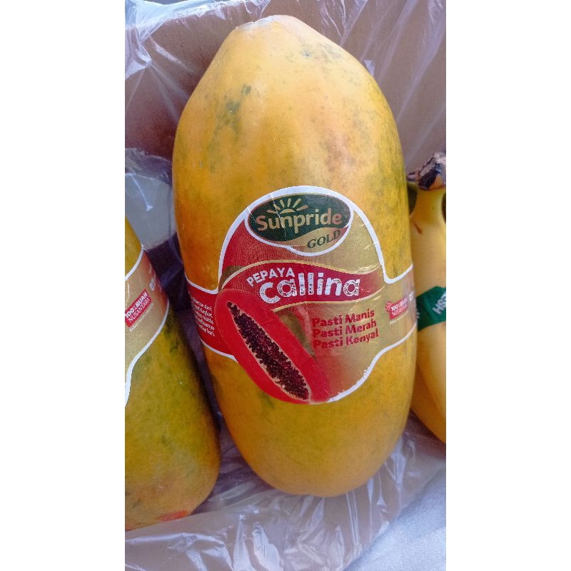 Jual Pepaya calina California Sunpride | Shopee Indonesia