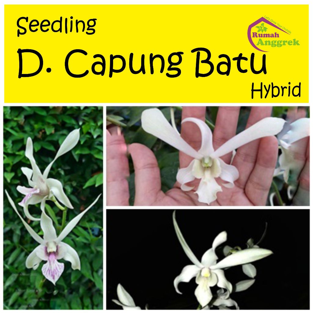 Jual Seedling Anggrek Dendrobium Capung Batu spesies spatulata emma ...